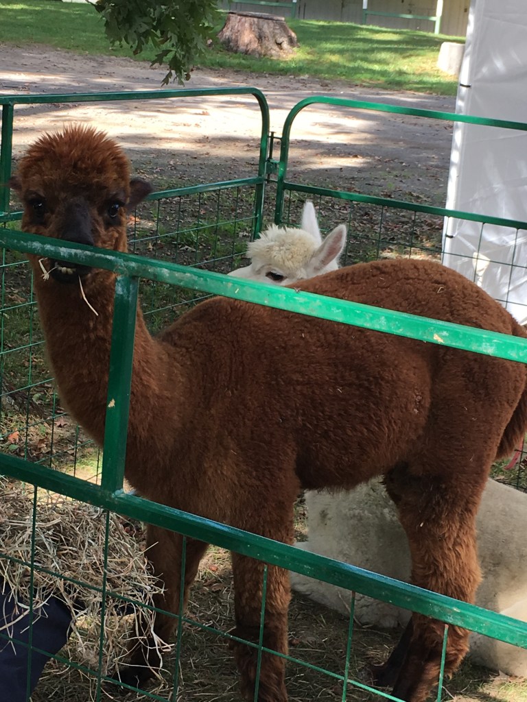 Shenandoah Valley Fiber Festival 2017 – sarah inskeep designs